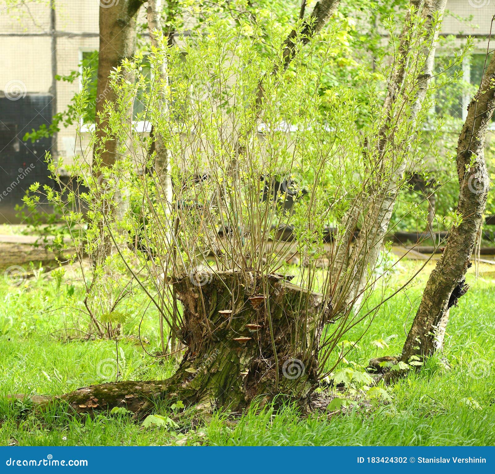 Stump With New Shoots. Young Branches, Thirst For Life Stock Photo ...