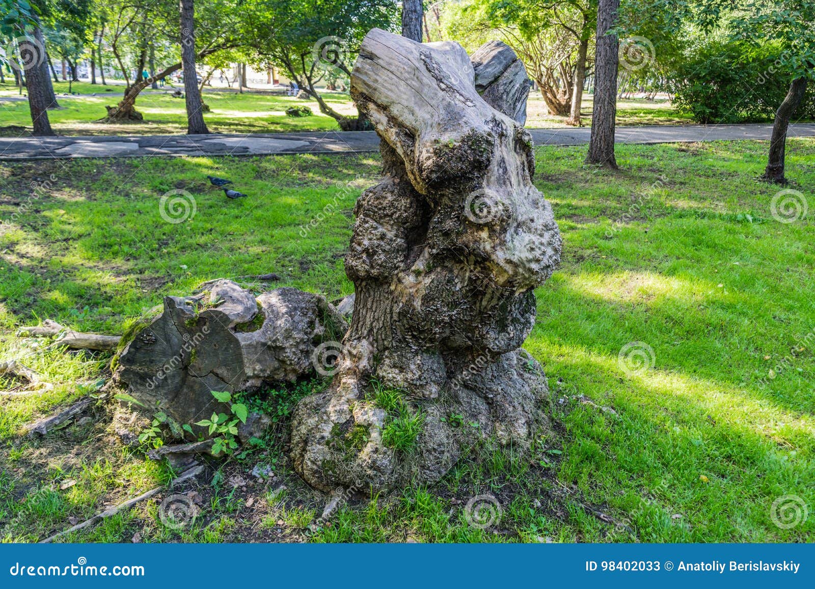 Stump of an Old Knotty Tree Stock Image - Image of park, environment ...
