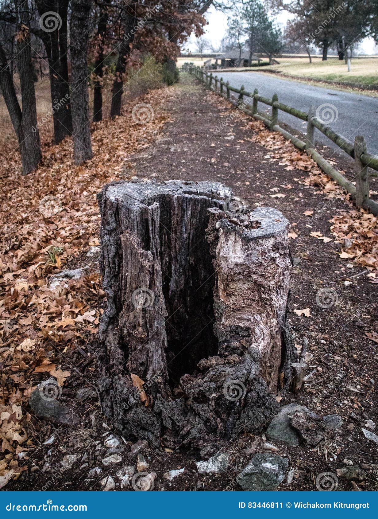 Stump With Long Roots On The Surface Of The Soil Royalty-Free Stock ...