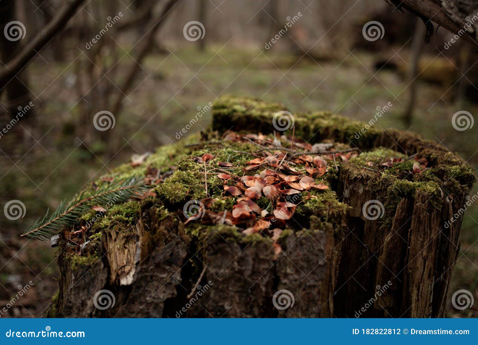 Stump Old Rotten in the Forest Covered with Moss Plants Close Stock ...