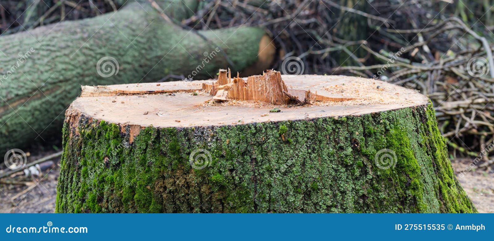 Stump of Old Thick Ash Against Tree Trunk and Branches Stock Image ...