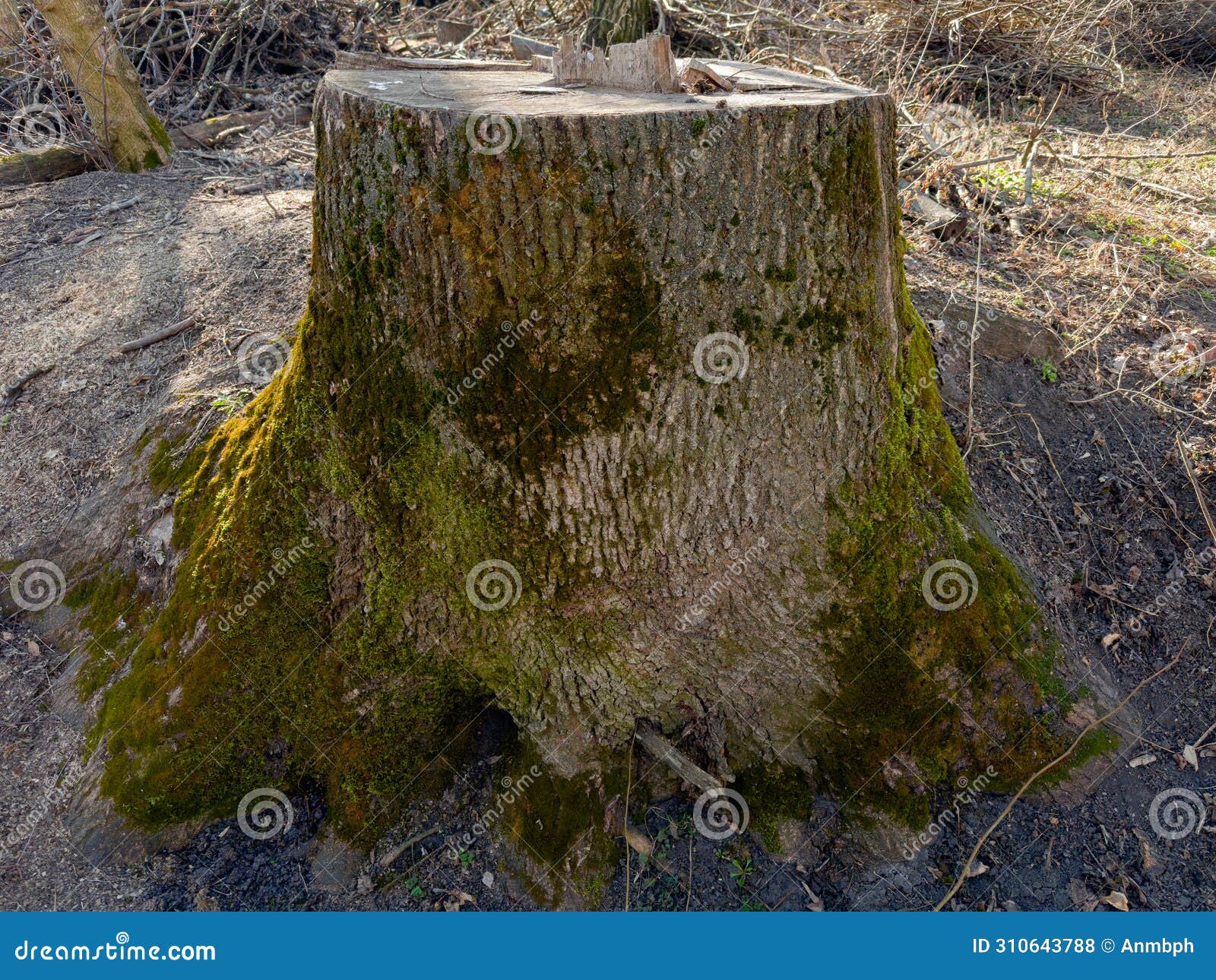 Stump of the Old Thick Ash Tree, Side View Stock Photo - Image of ...