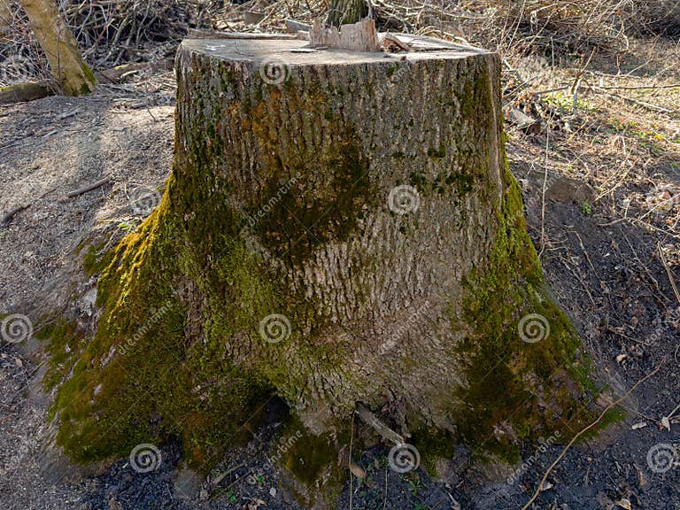 Stump of the Old Thick Ash Tree, Side View Stock Photo - Image of ...