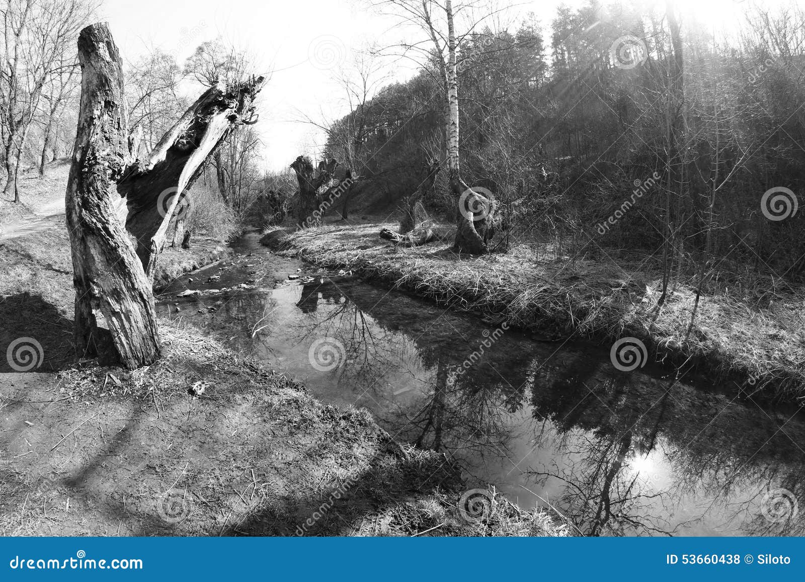 Stump of an Old Willow Tree by the Stream Stock Photo - Image of nature ...