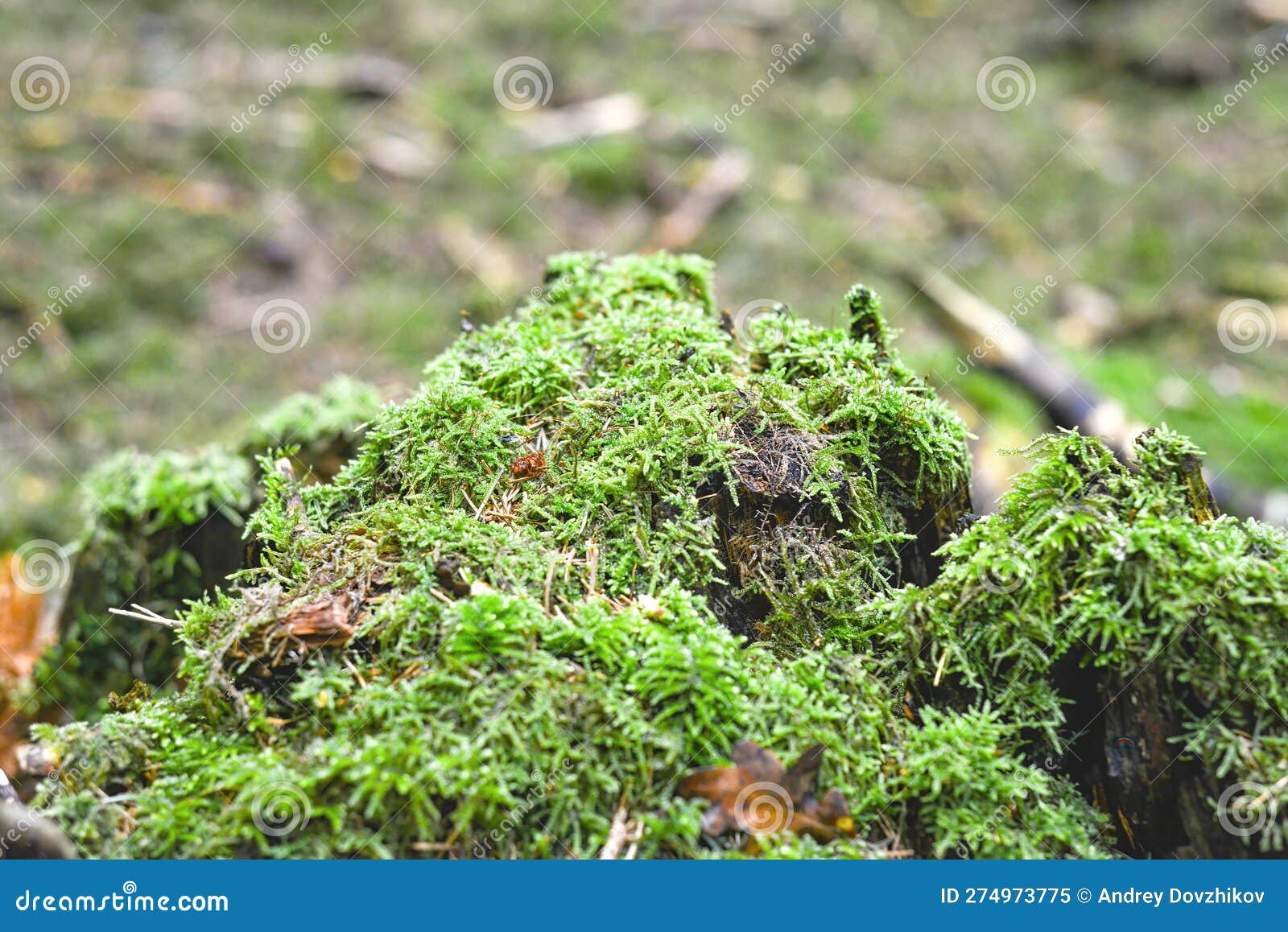 A Stump Overgrown in Greenery Has Been Standing in the Forest for a ...