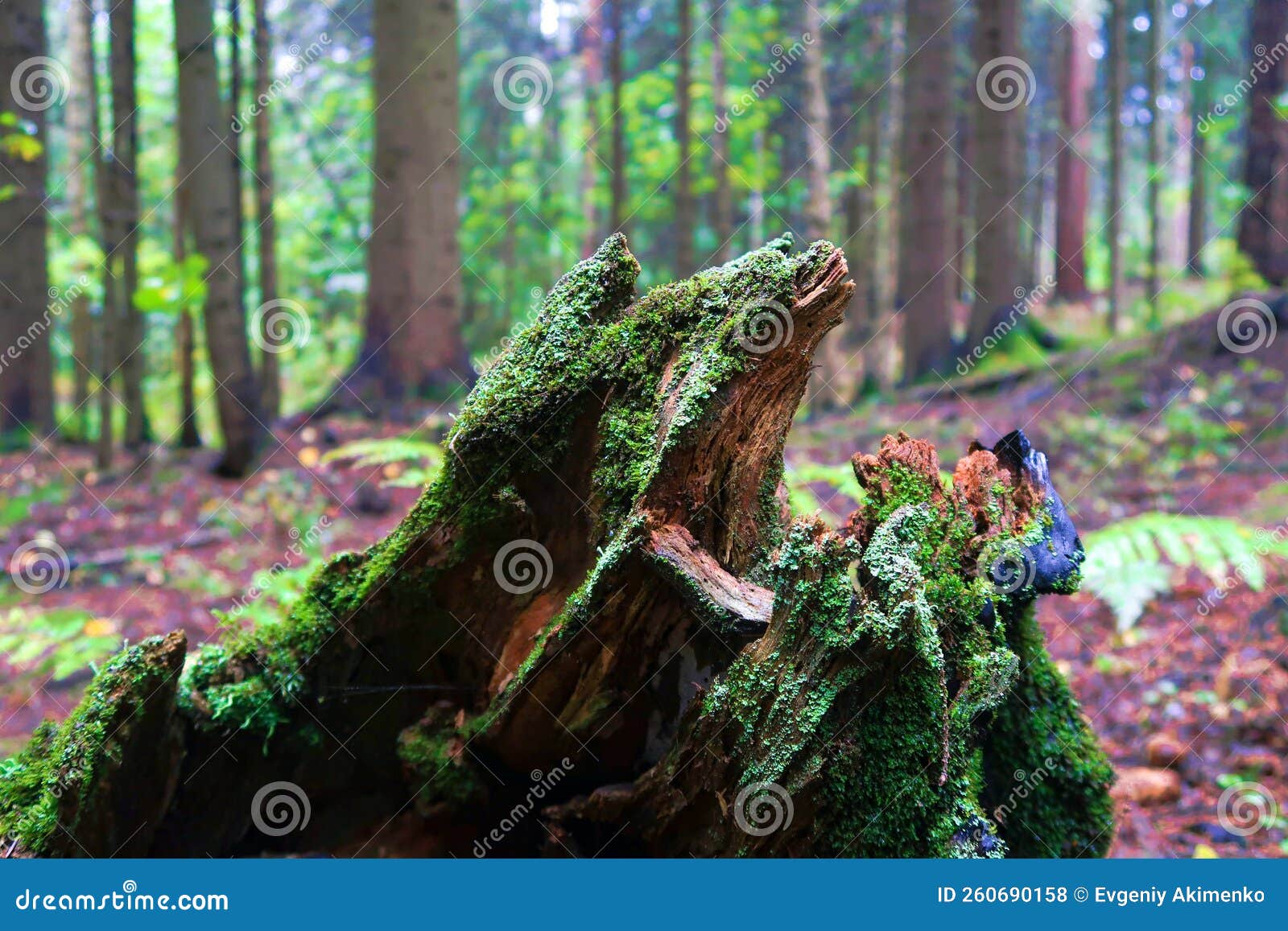 Stump Overgrown with Moss in the Forest Stock Photo - Image of branch ...