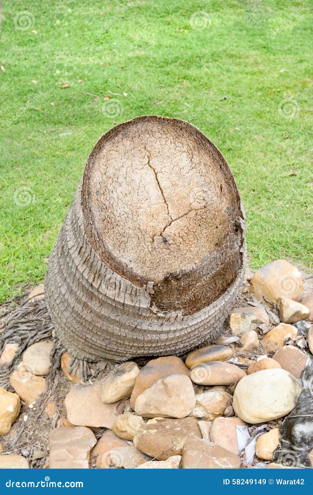 Stump of palm in garden stock image. Image of vertical - 58249149