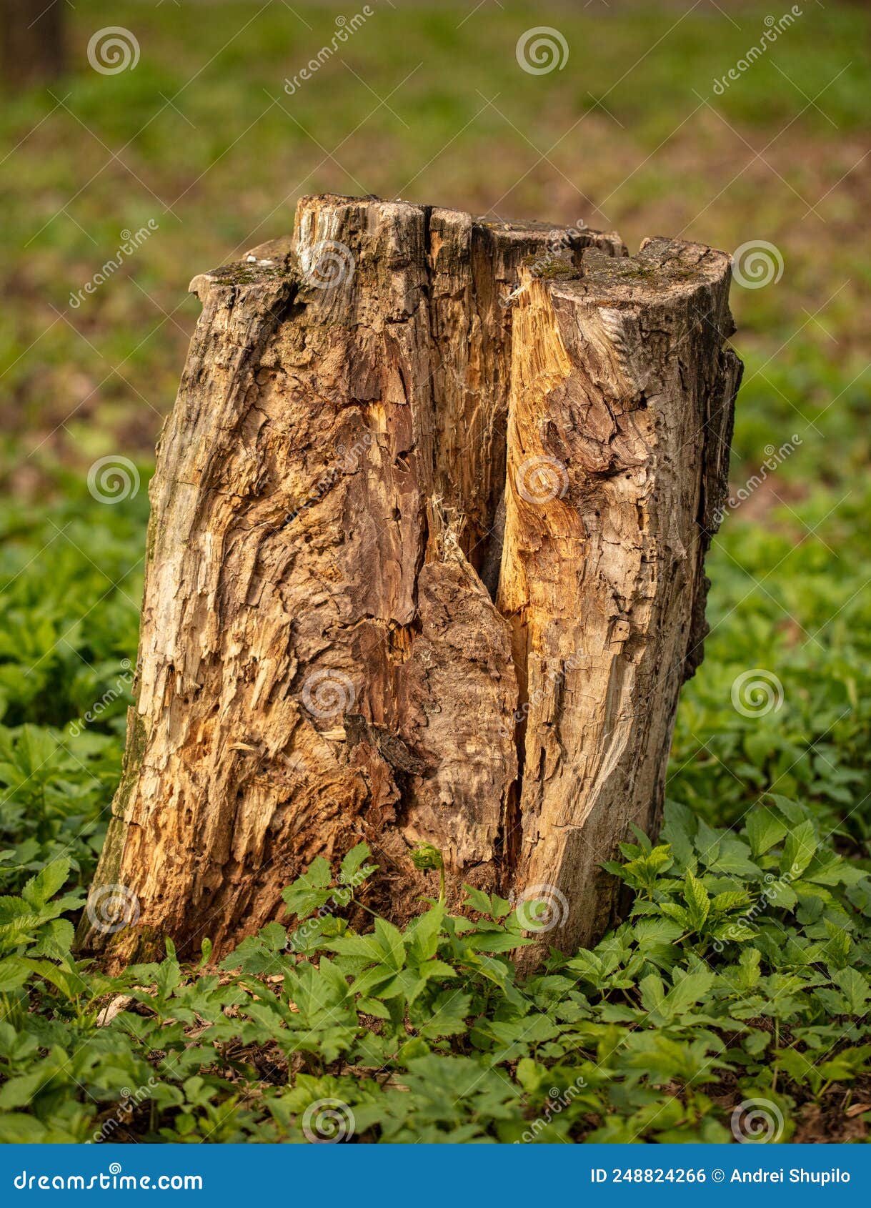 Stump in the Park in Spring. Stock Photo - Image of outdoor, forest ...