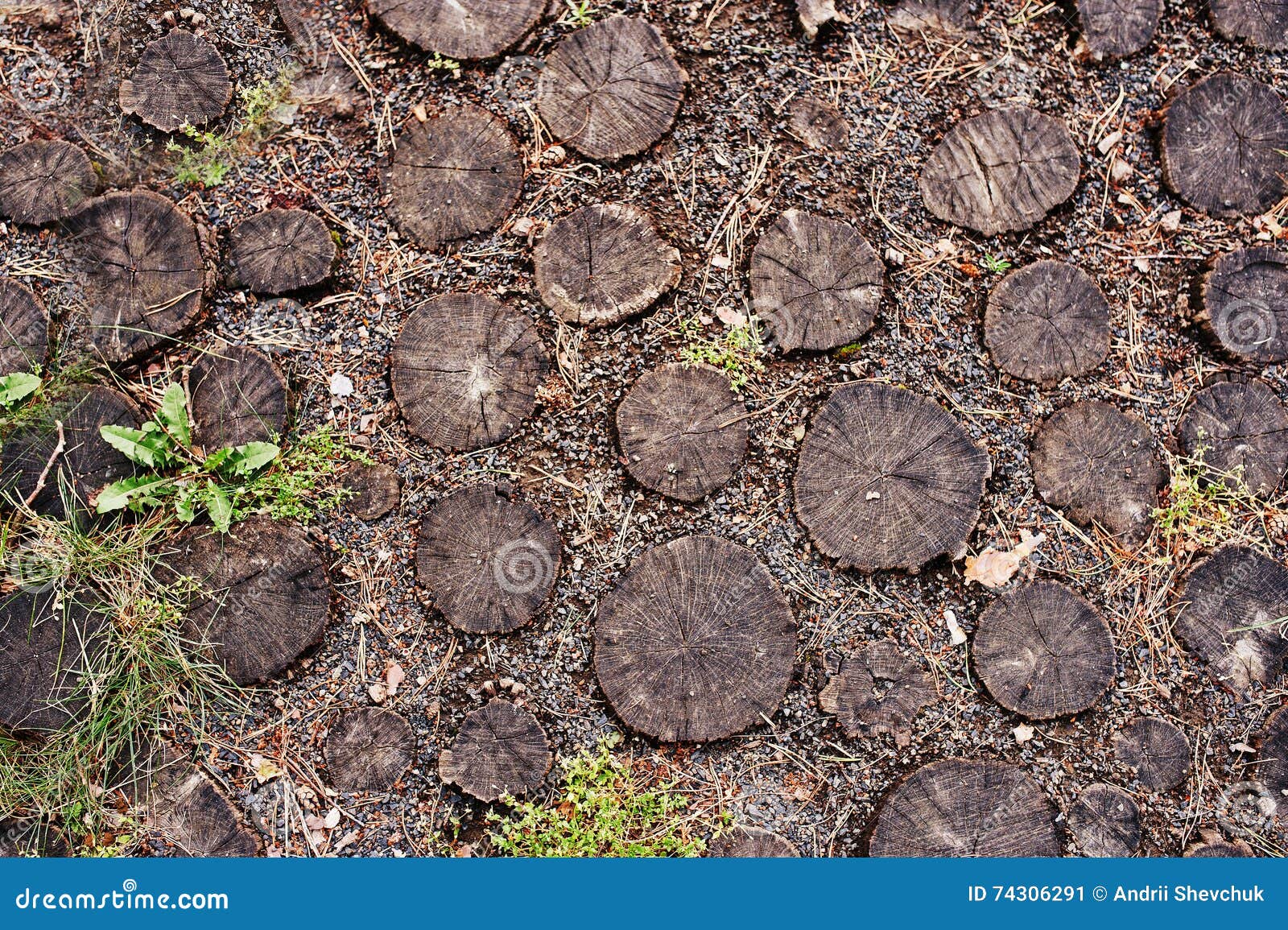 Stump Path Background. Many Stump on Garden Road Stock Image - Image of ...