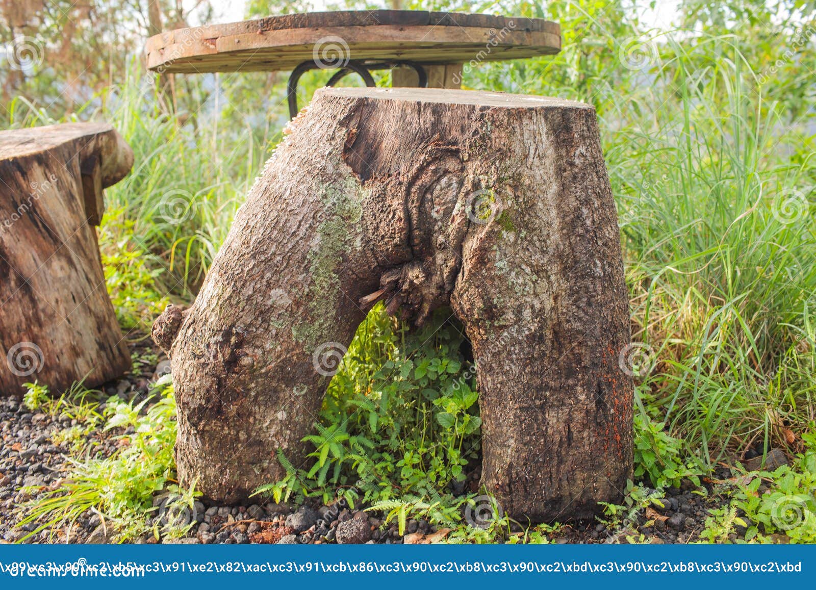 Stump Pattern on the Tree, Woman Figure. Stock Photo - Image of grunge ...