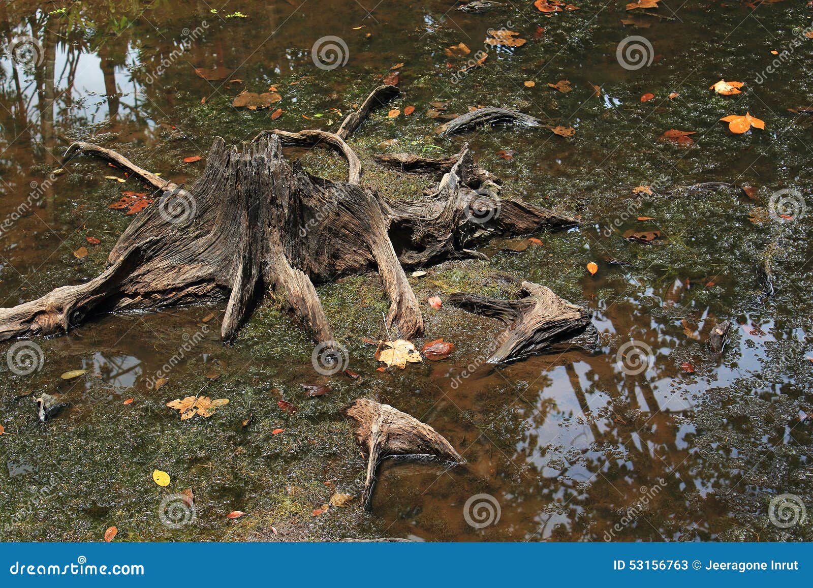 Stump in a Peat Swamp Forest Stock Image - Image of outdoor, tree: 53156763
