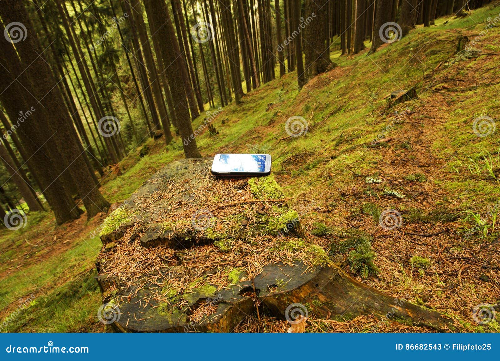Stump and phone stock image. Image of leaves, forest - 86682543