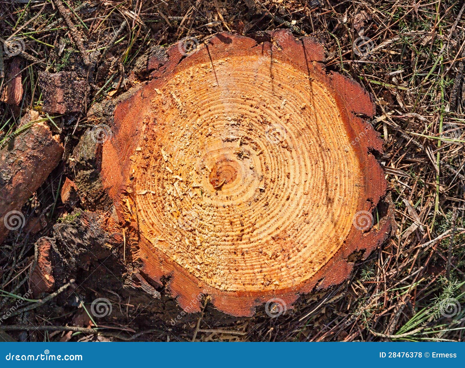 Stump of pine stock photo. Image of line, wood, texture - 28476378