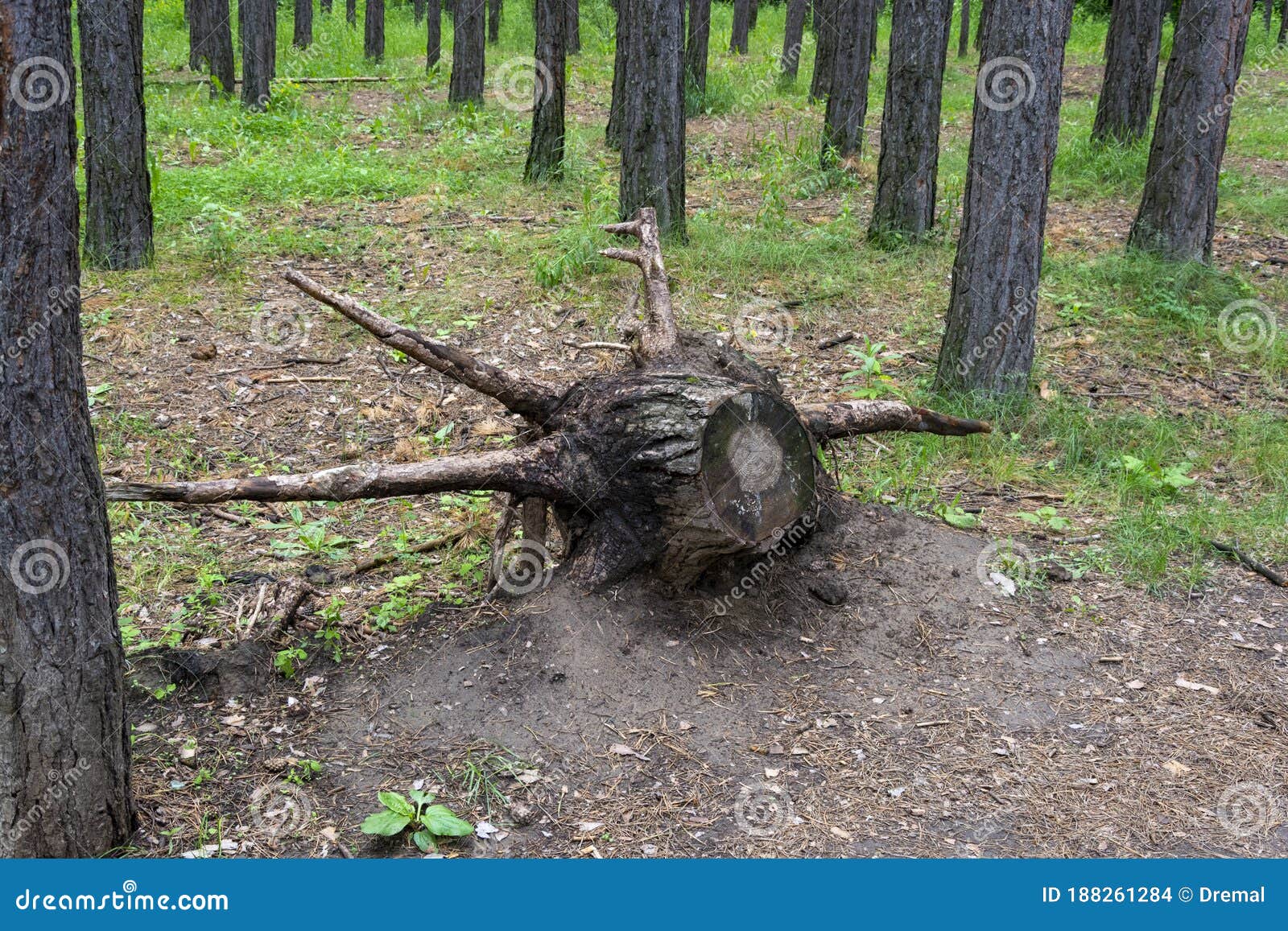 Stump in a pine forest stock photo. Image of timber - 188261284