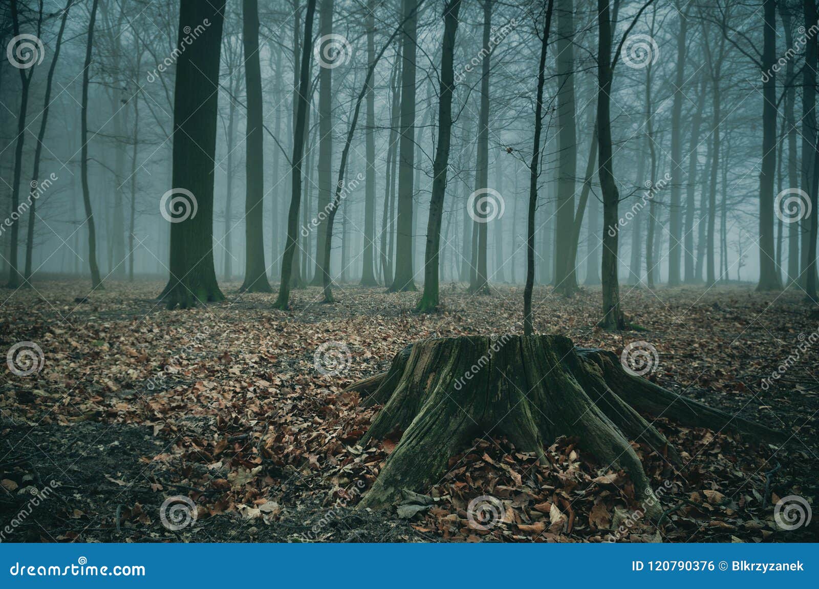 The Stump Remained on the Fallen Tree in a Dark, Misty Forest. Stock ...