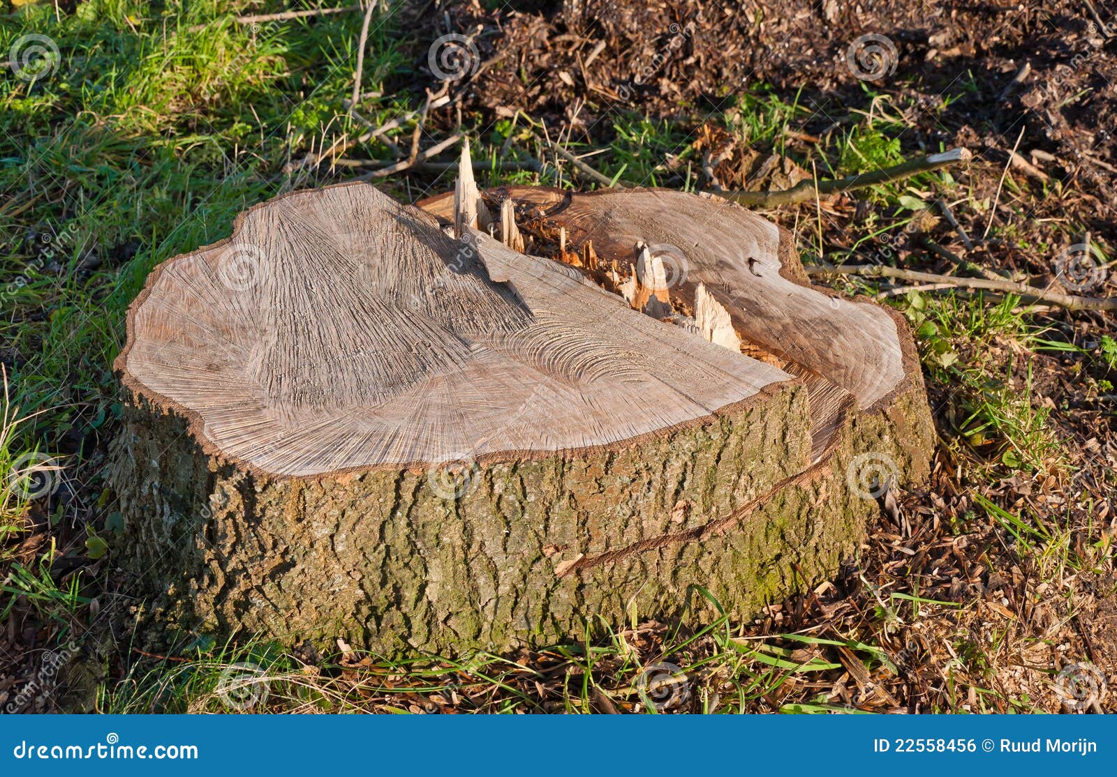 Only the Stump Remains of the Big Tree Stock Photo - Image of nature ...