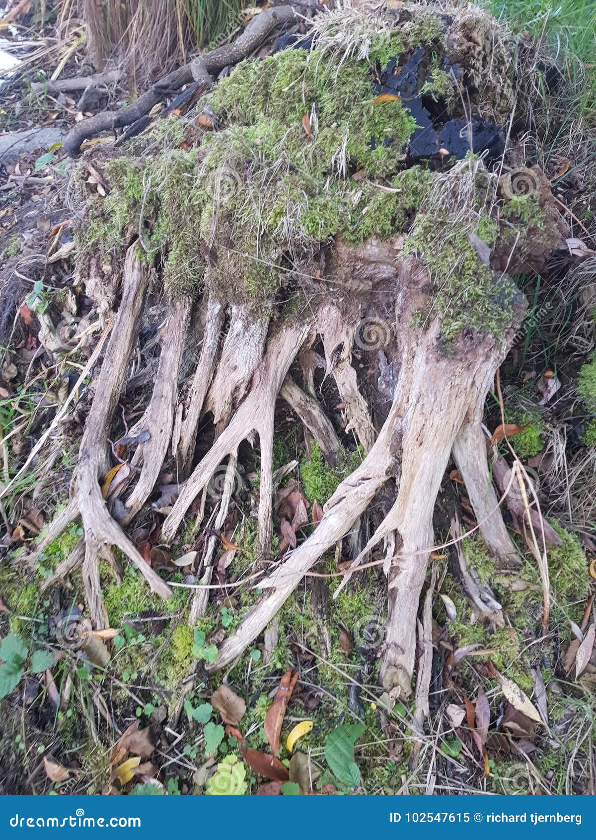Stump stock image. Image of wood, moss, river, nature - 102547615