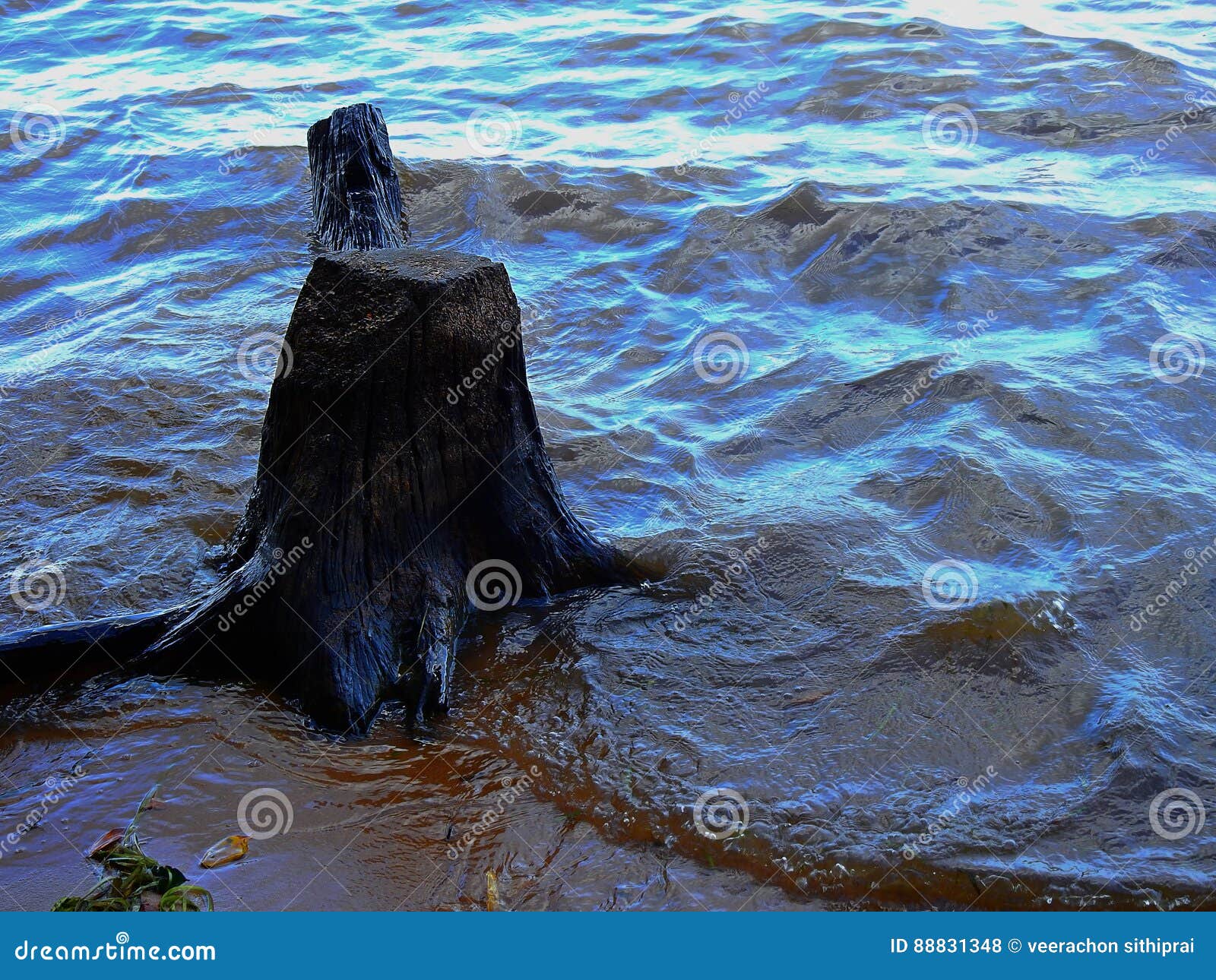 Stump in river. stock photo. Image of arbor, fall, bank - 88831348