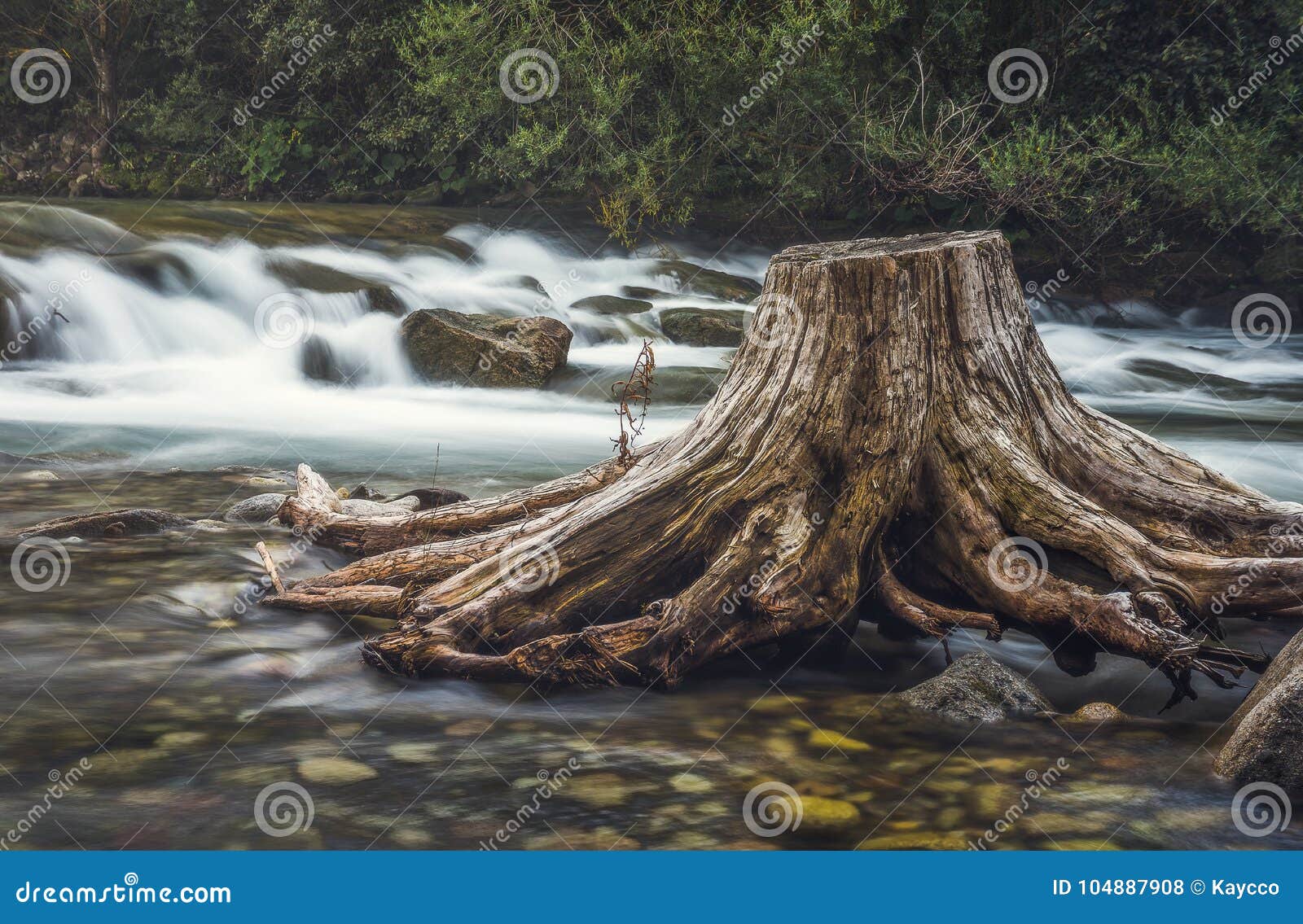 Stump in the River stock photo. Image of exposure, river - 104887908