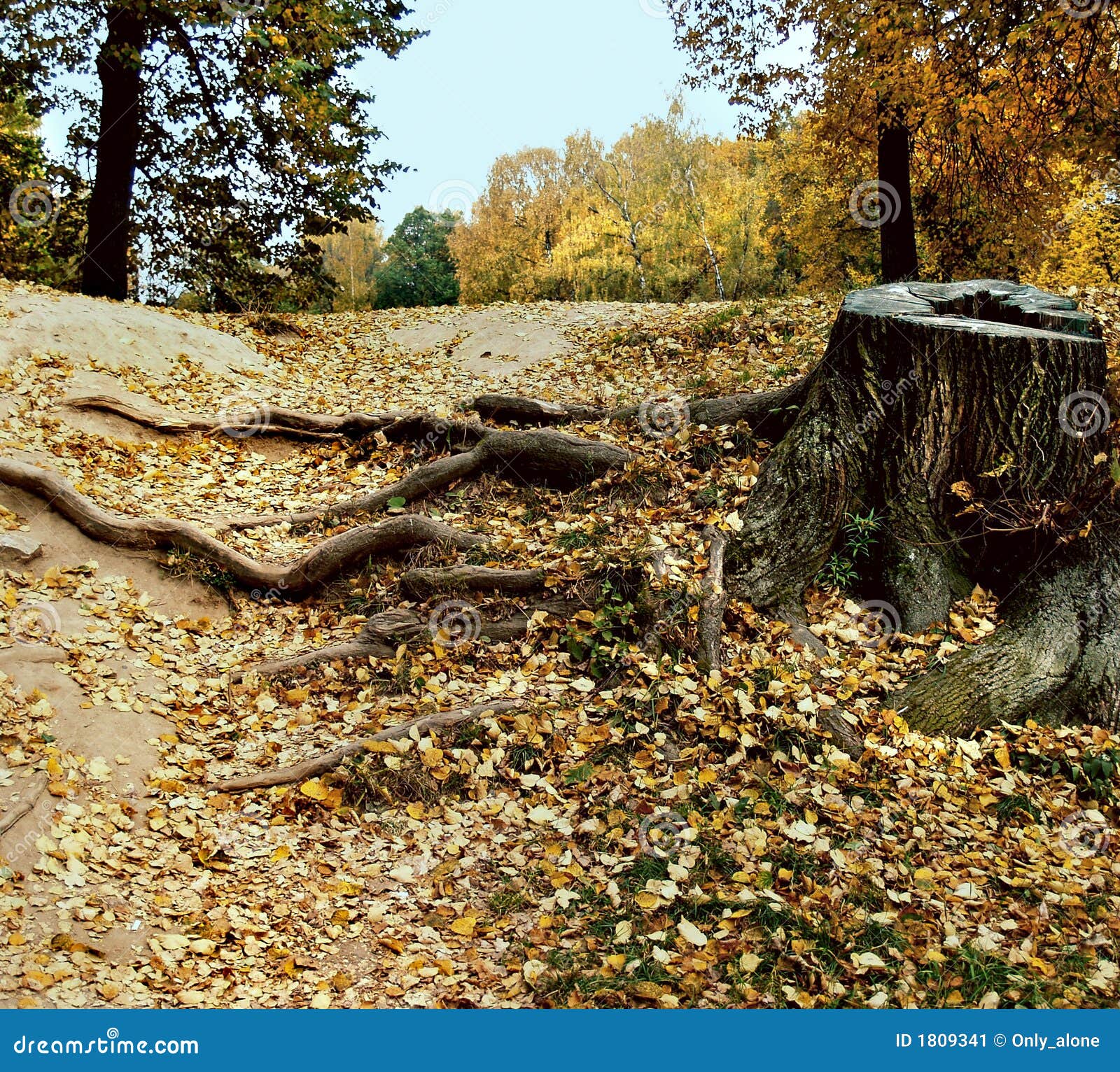 The Stump About The Road Picture. Image: 1809341