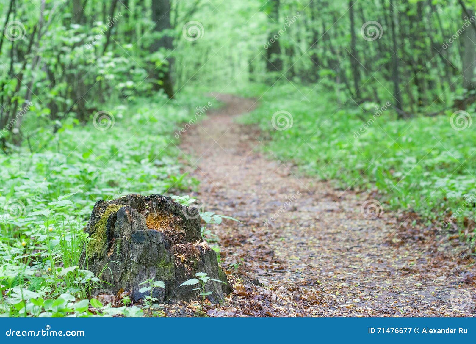 Stump of the Road in the Spring Forest. Stock Image - Image of foliage ...