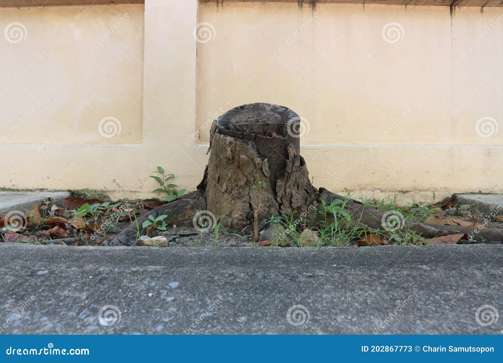 A Stump on the Road with Wall Behind Stock Image - Image of monument ...