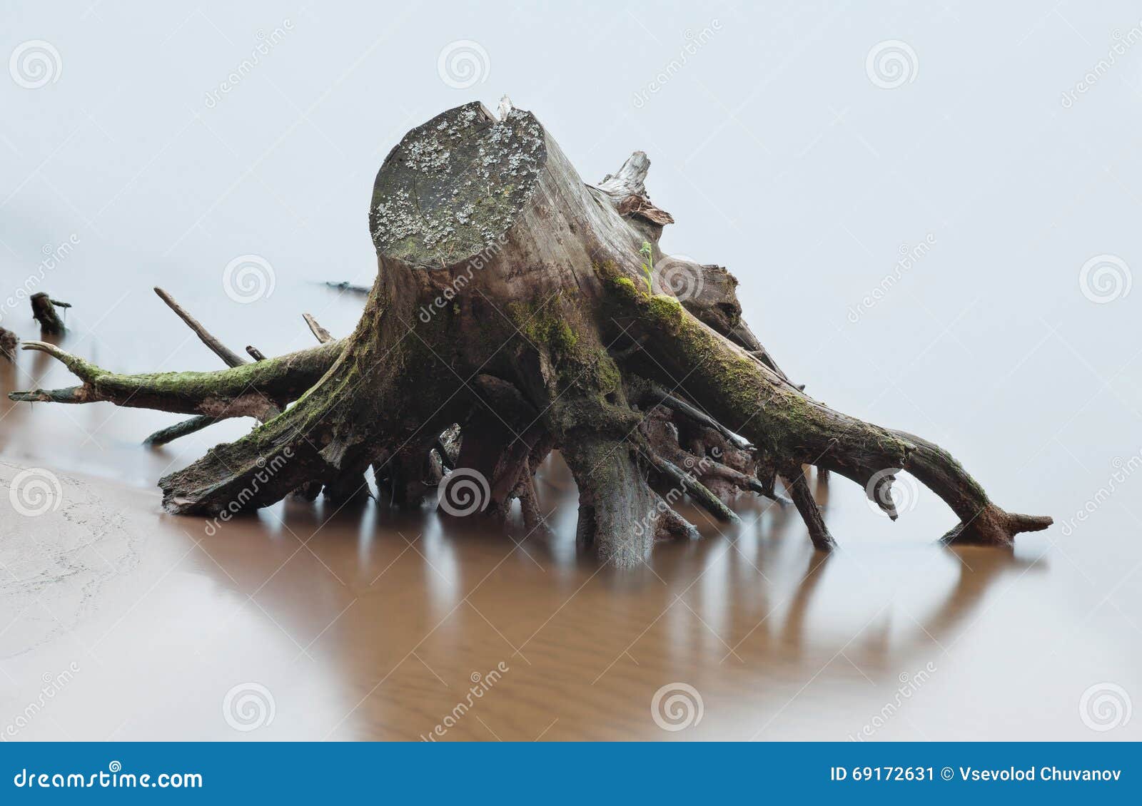 Stump and Root of Dead Tree in River at the Beach in the Blur Stock ...