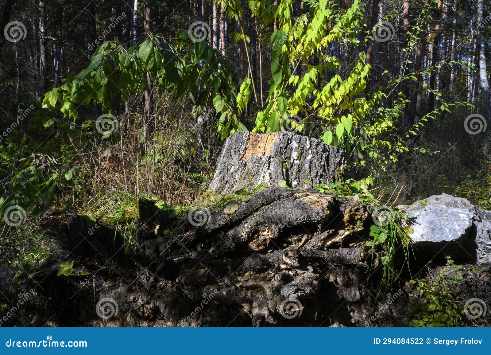 A Stump with a Root and a Stone of a Tree Torn Out of the Ground in the ...