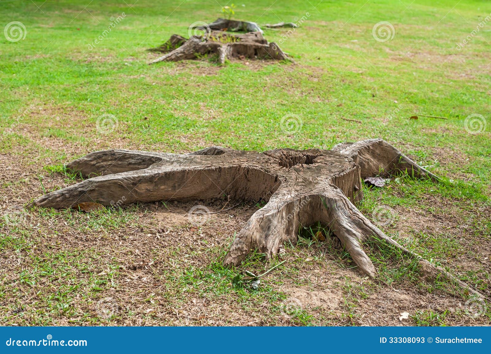 Stump roots, dead of tree stock image. Image of wooden - 33308093