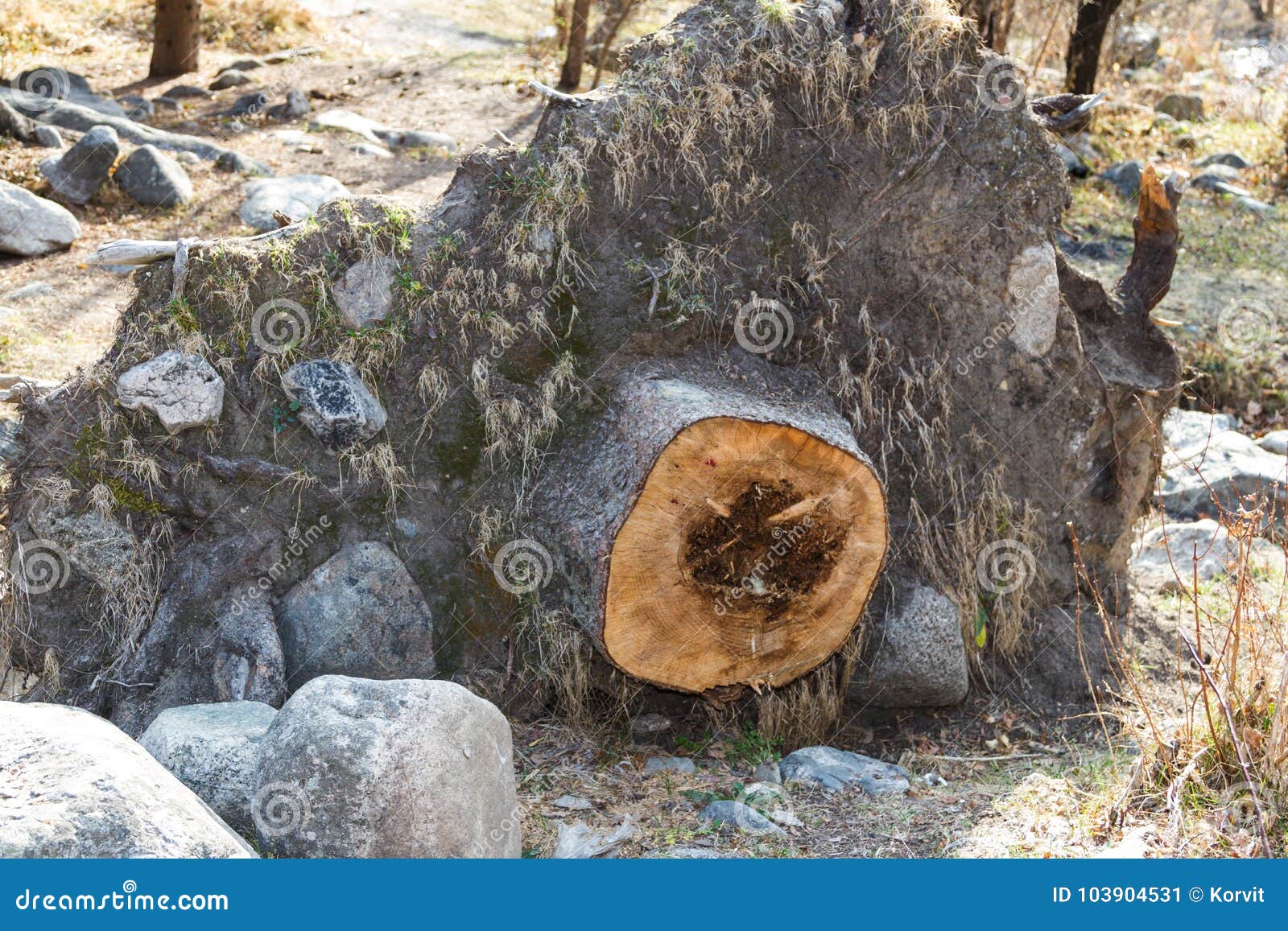 Stump with roots stock image. Image of grass, natural - 103904531