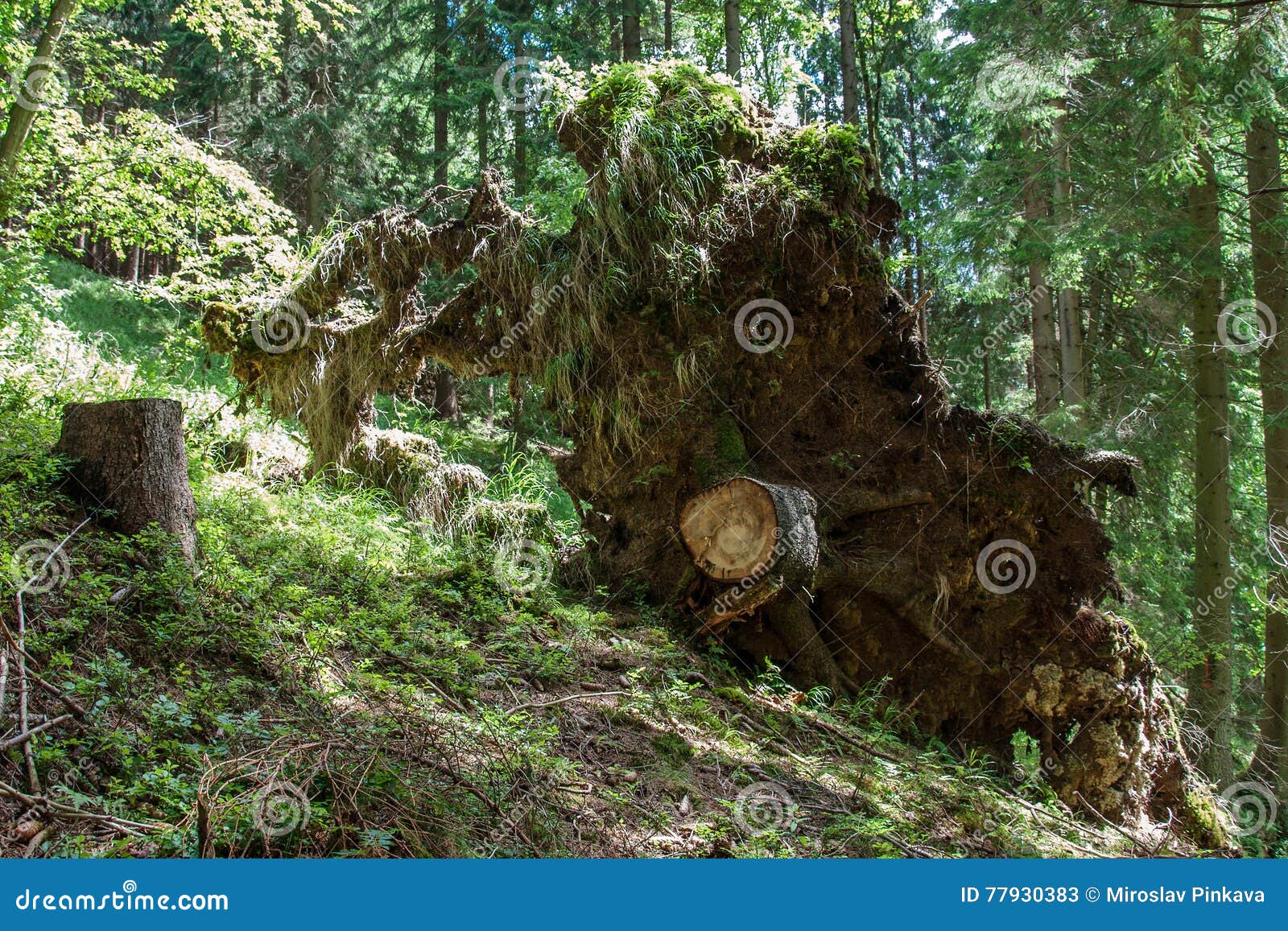 Stump with the Roots of Uprooted Tree Stock Image - Image of disaster ...