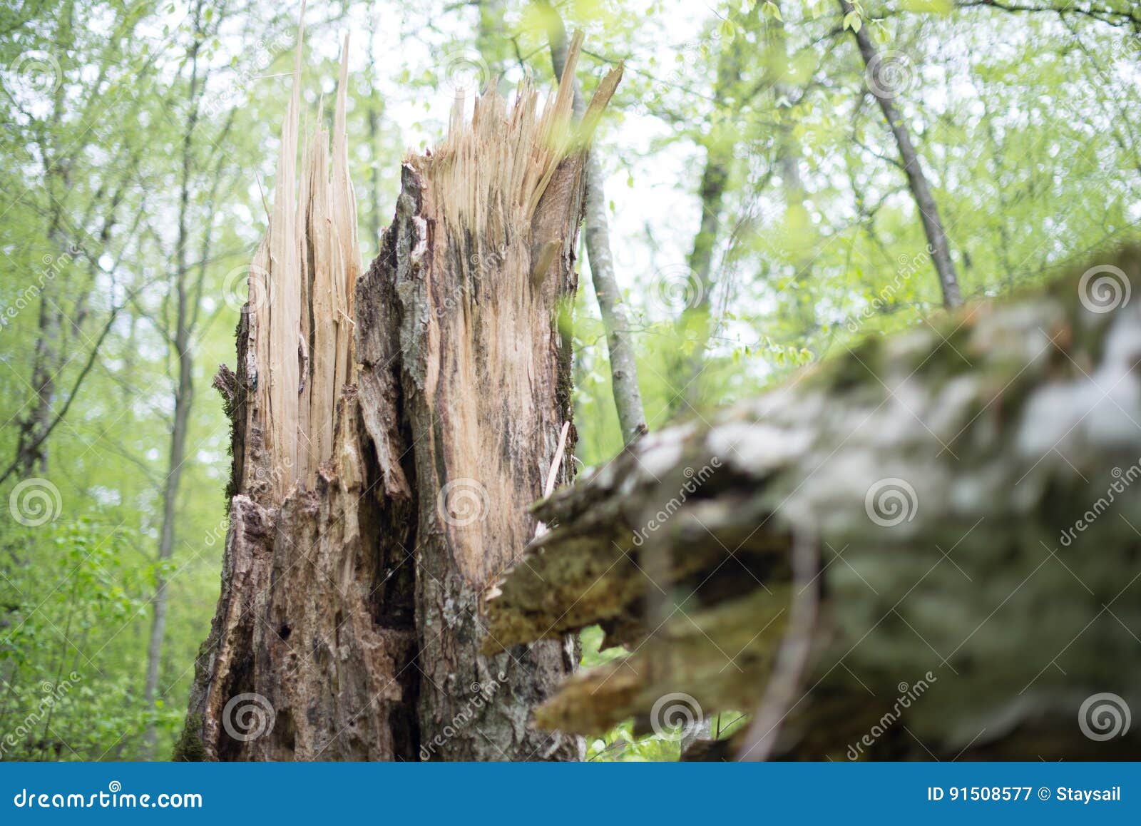 The Stump of a Rotten Old Tree Felled by the Wind Stock Image - Image ...