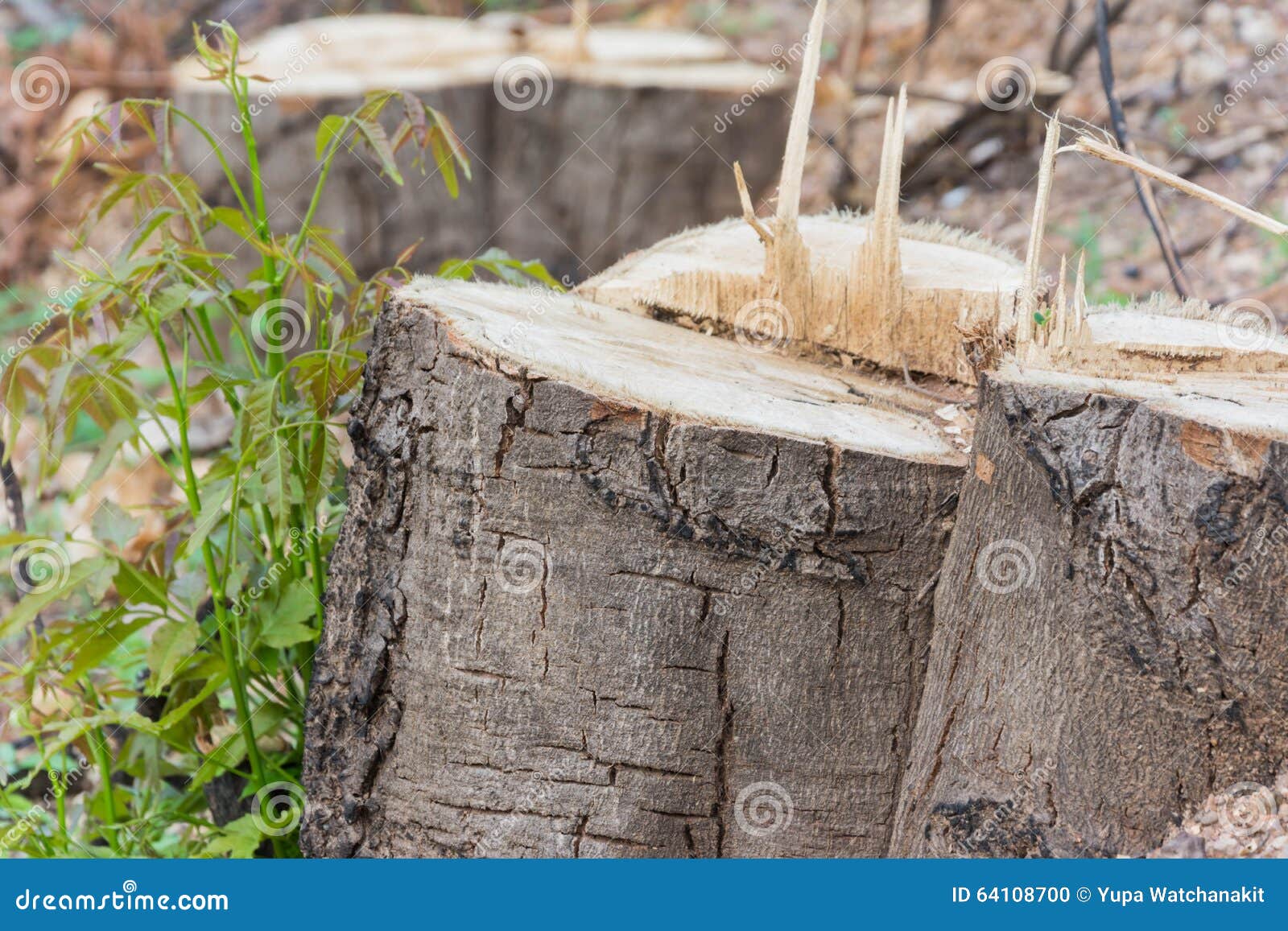 Stump in rubber field stock photo. Image of closeup, wood - 64108700
