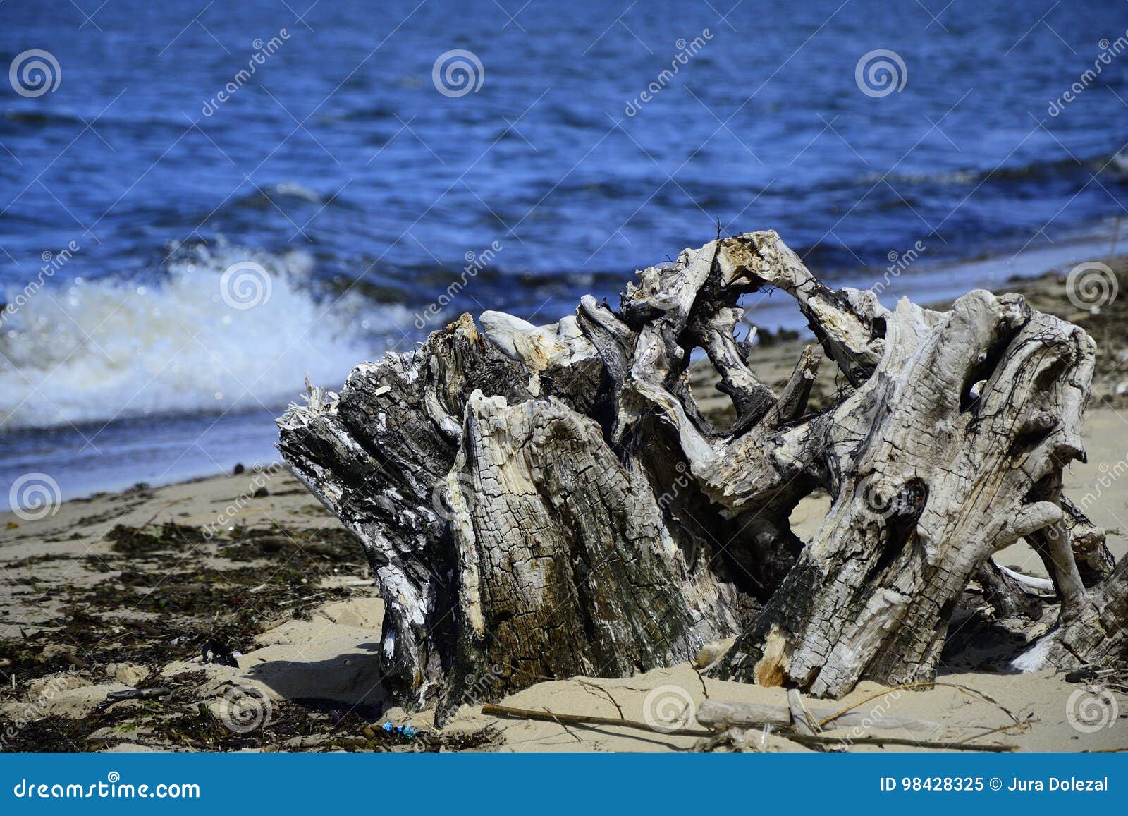 Stump on the Sand Beach with Seabeed Stock Image - Image of seabeed ...