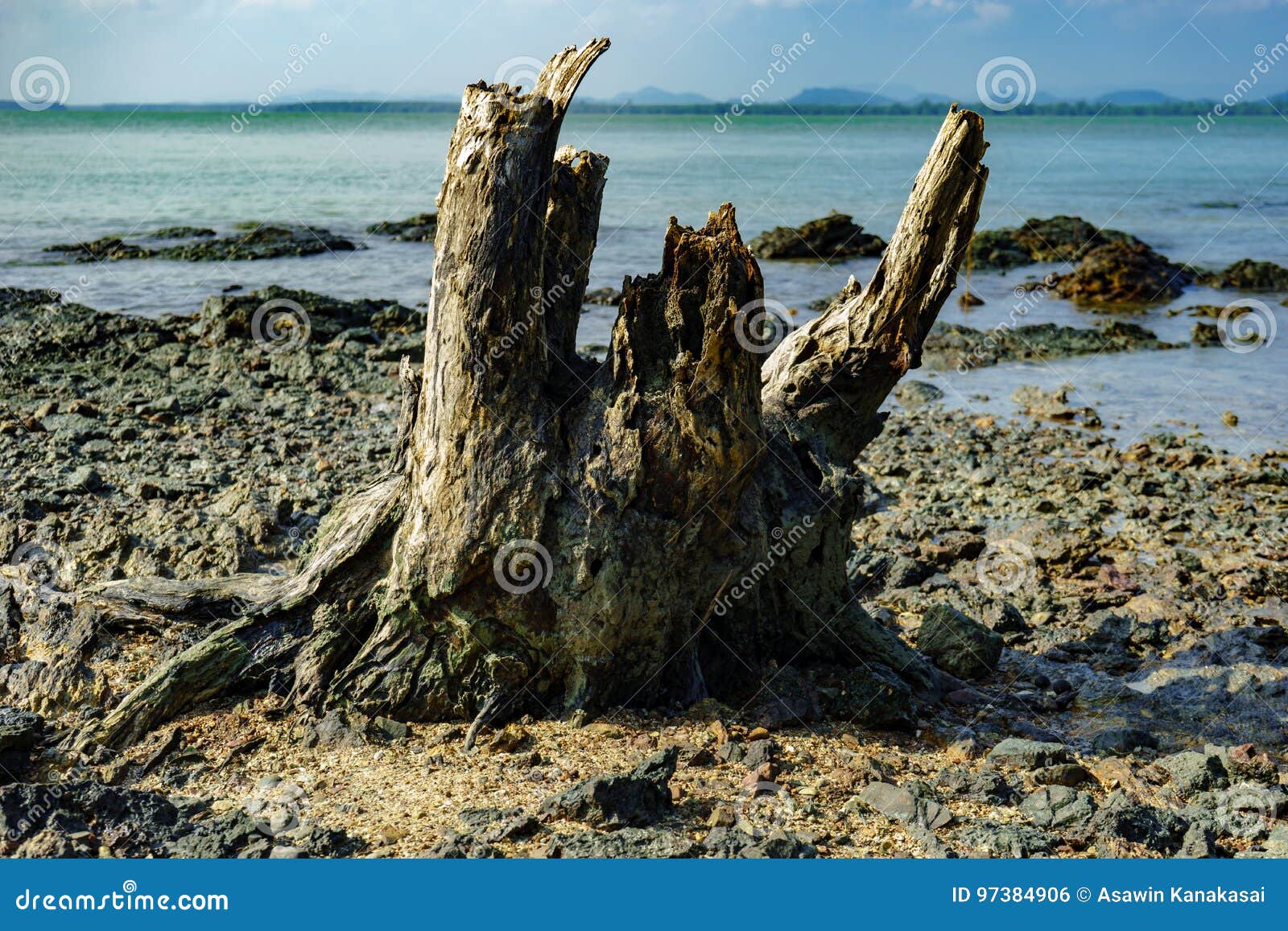 The stump stock photo. Image of lumber, outdoor, branch - 97384906
