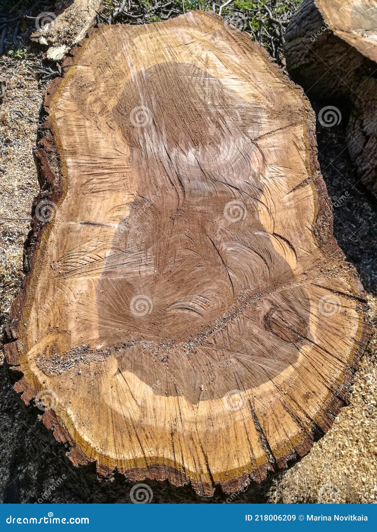 Stump from Sawn-down Old Walnut Tree with Dark Core. Chainsaw Marks ...