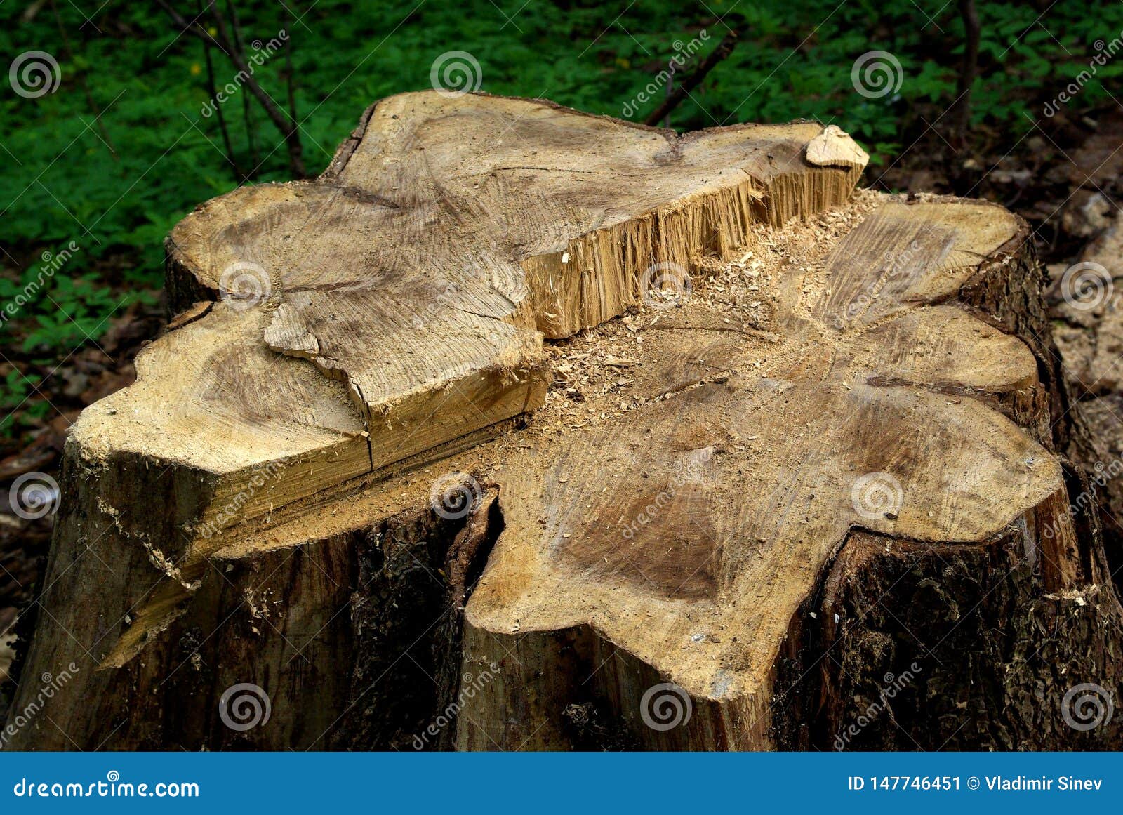 A Stump from a Sawn Old Tree Stock Image - Image of industry, natural ...