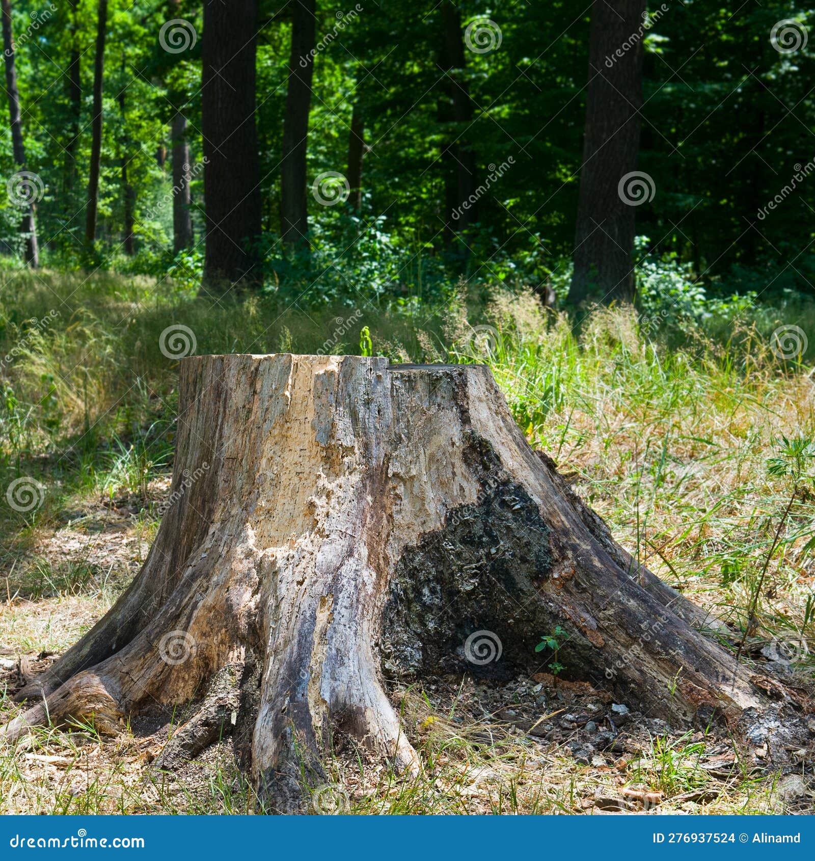 The Stump of a Sawn Tree in the Summer Forest Stock Photo - Image of ...