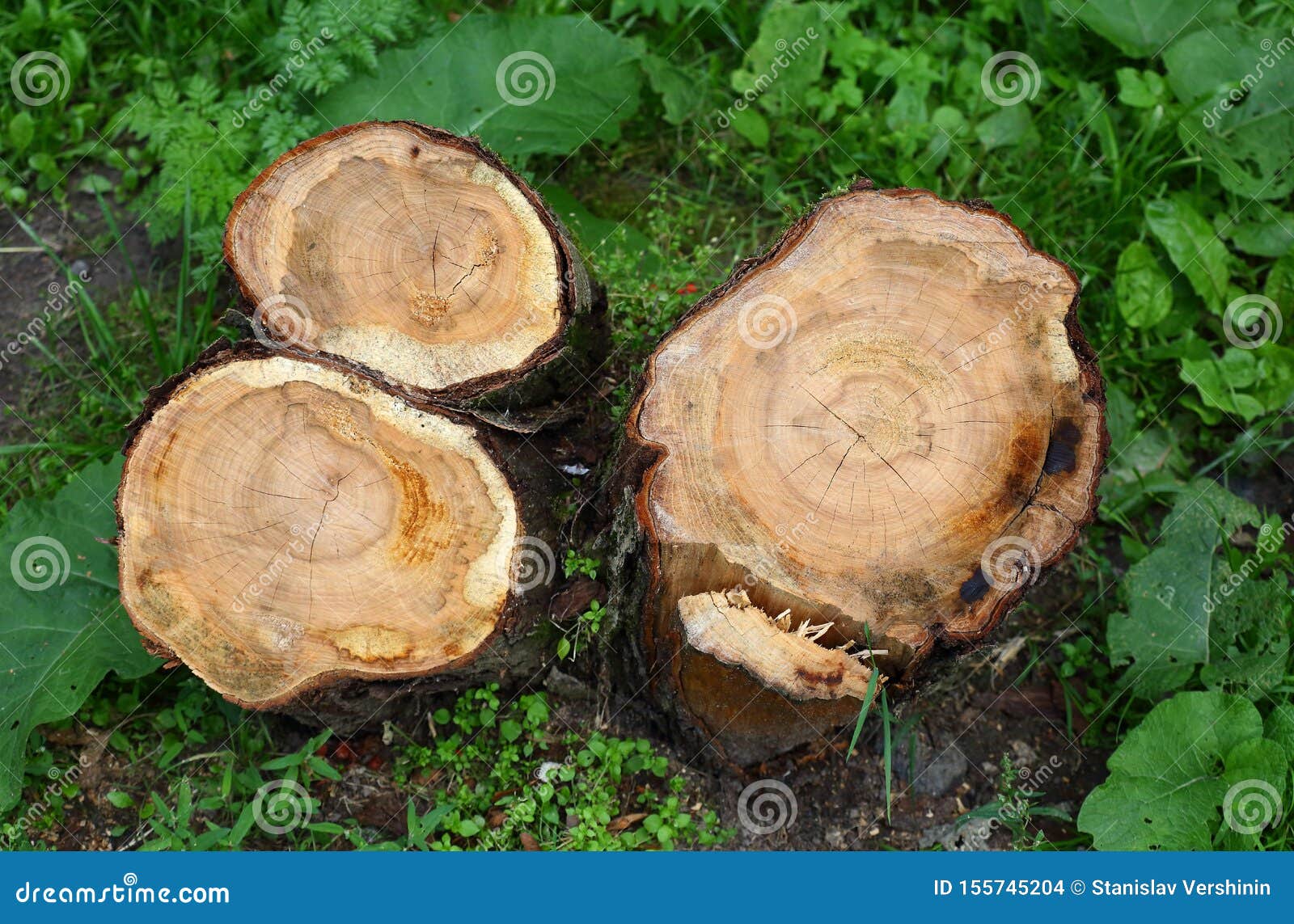 Stump of a sawn tree trunk stock photo. Image of nature - 155745204