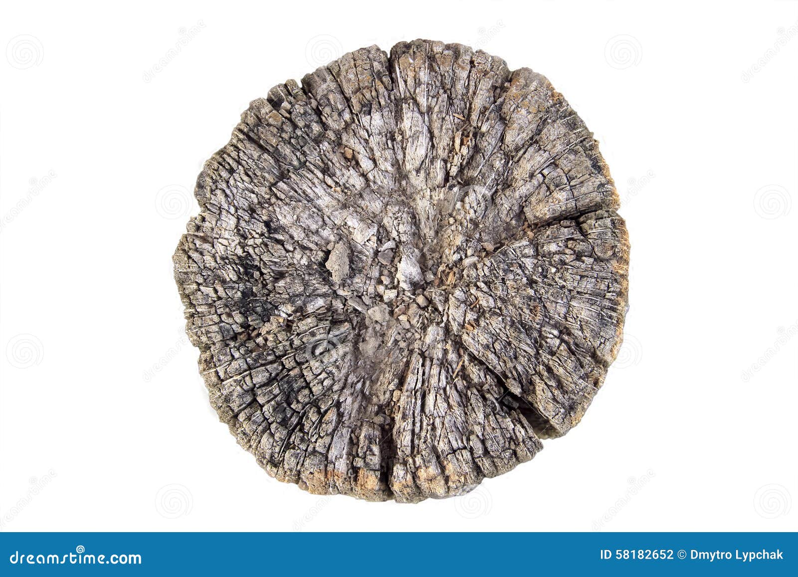 Stump sectional stock photo. Image of ring, stump, aging - 58182652
