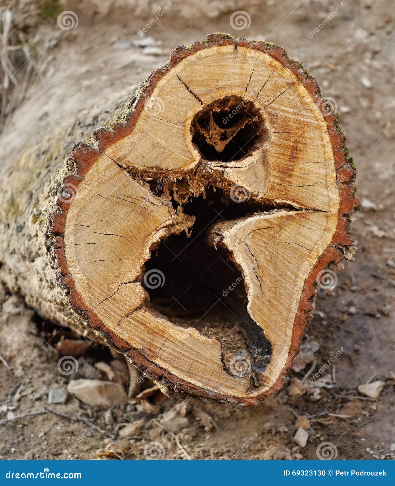 Stump shape dolls stock photo. Image of environmental - 69323130