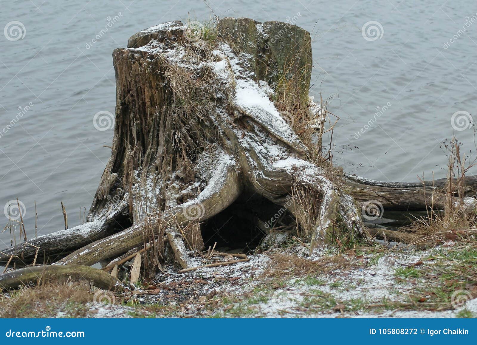 A Stump Similar To a Monster, an Octopus. Stock Photo - Image of autumn ...