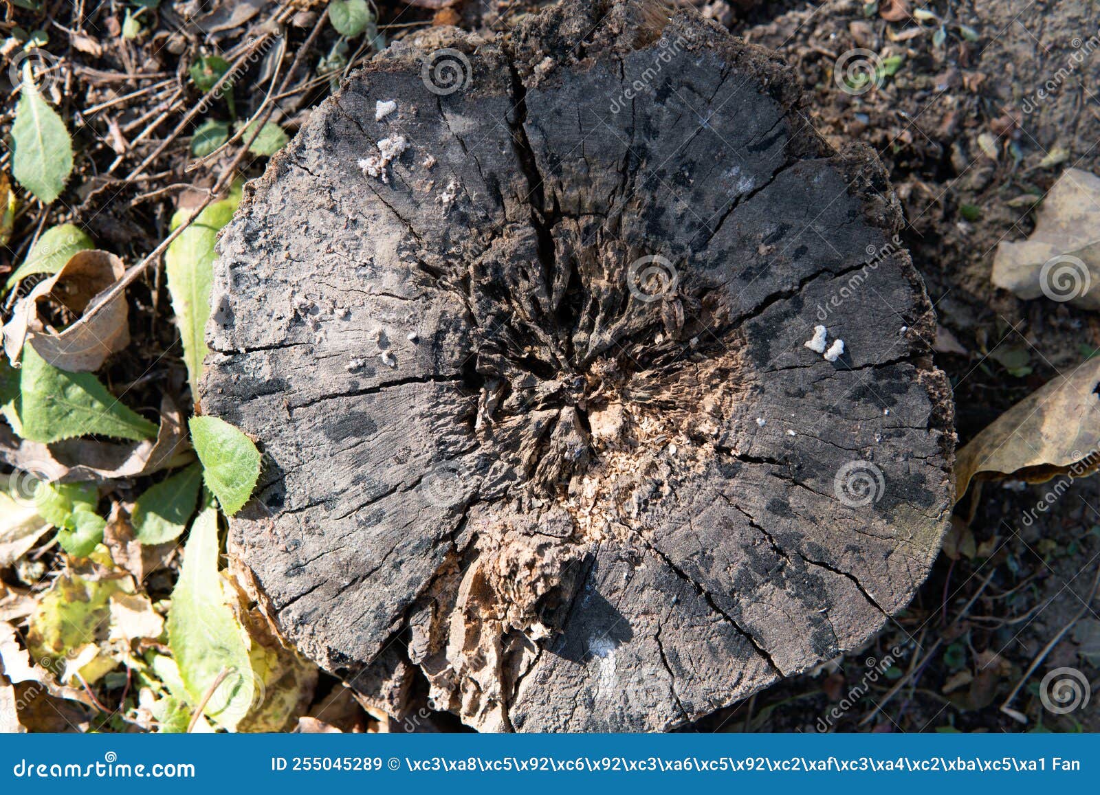 The Stump Slowly Decayed after the Tree Was Cut Down Stock Image ...