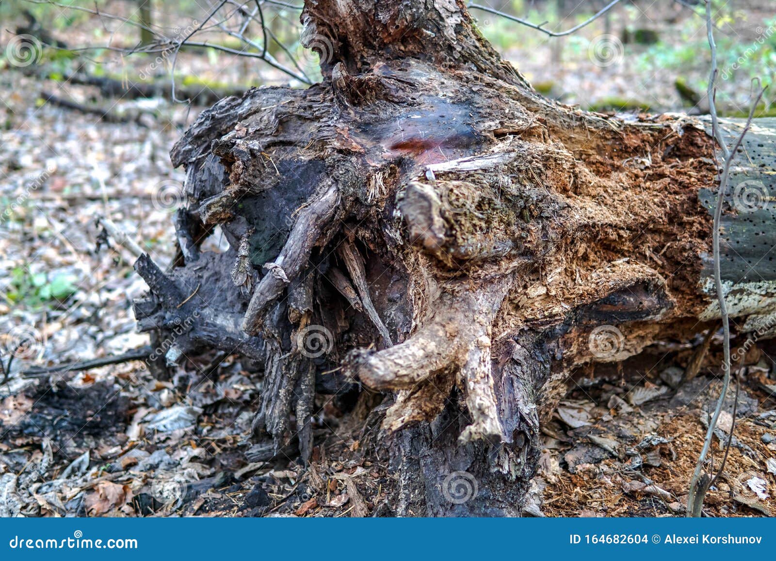The Stump of Some Decayed Old Fallen Tree in the Forest Stock Photo ...