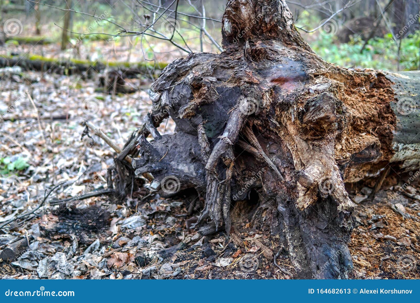The Stump of Some Decayed Old Fallen Tree in the Forest Stock Image ...