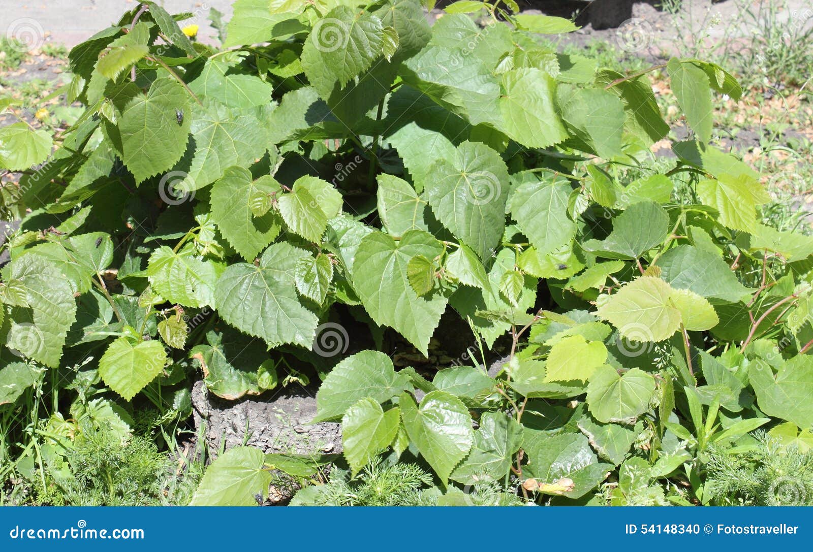 Stump with sprouts stock photo. Image of shoots, spring - 54148340