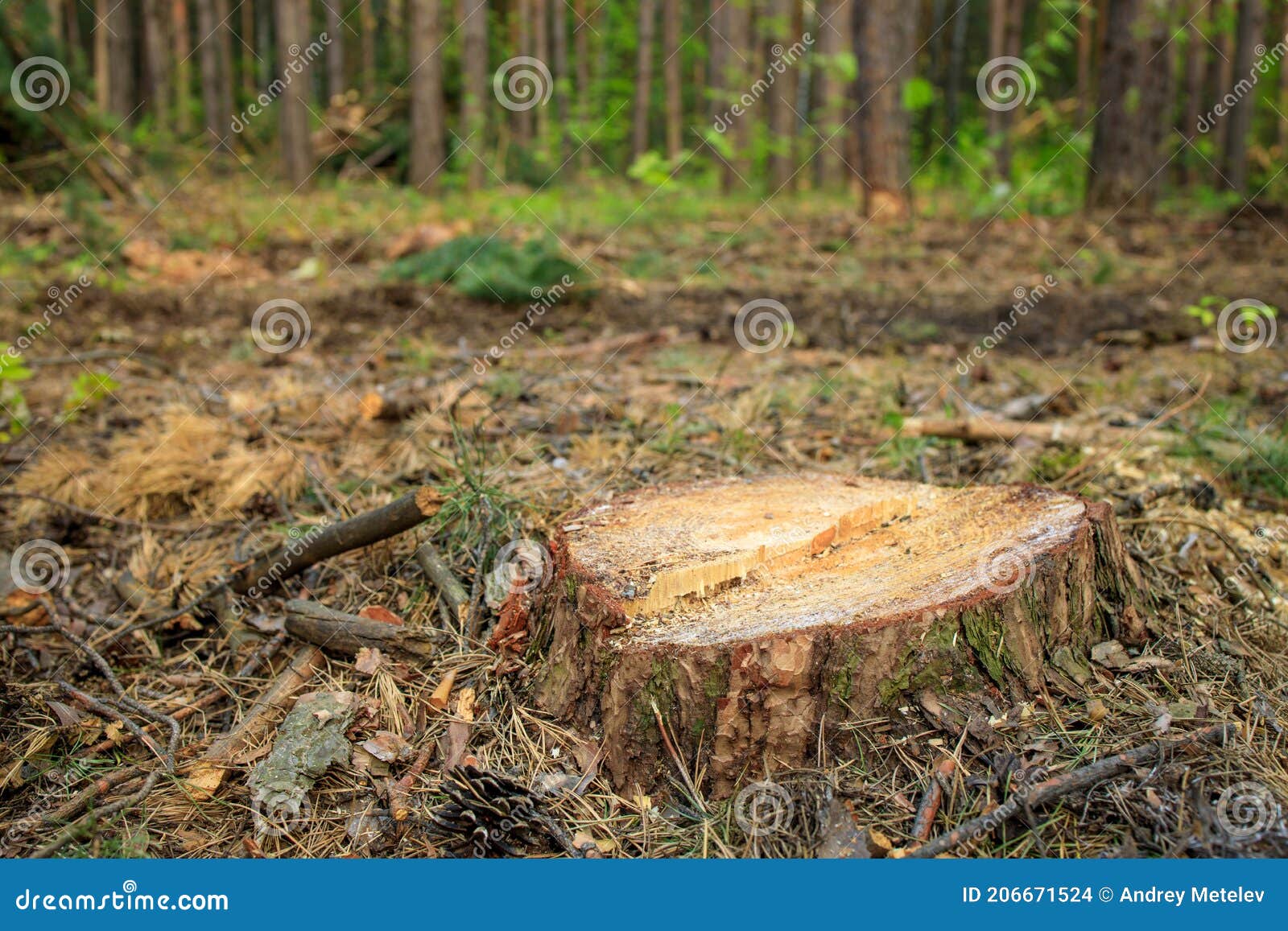 A Stump Sticking Out of the Ground in the Forest, after a Recent ...