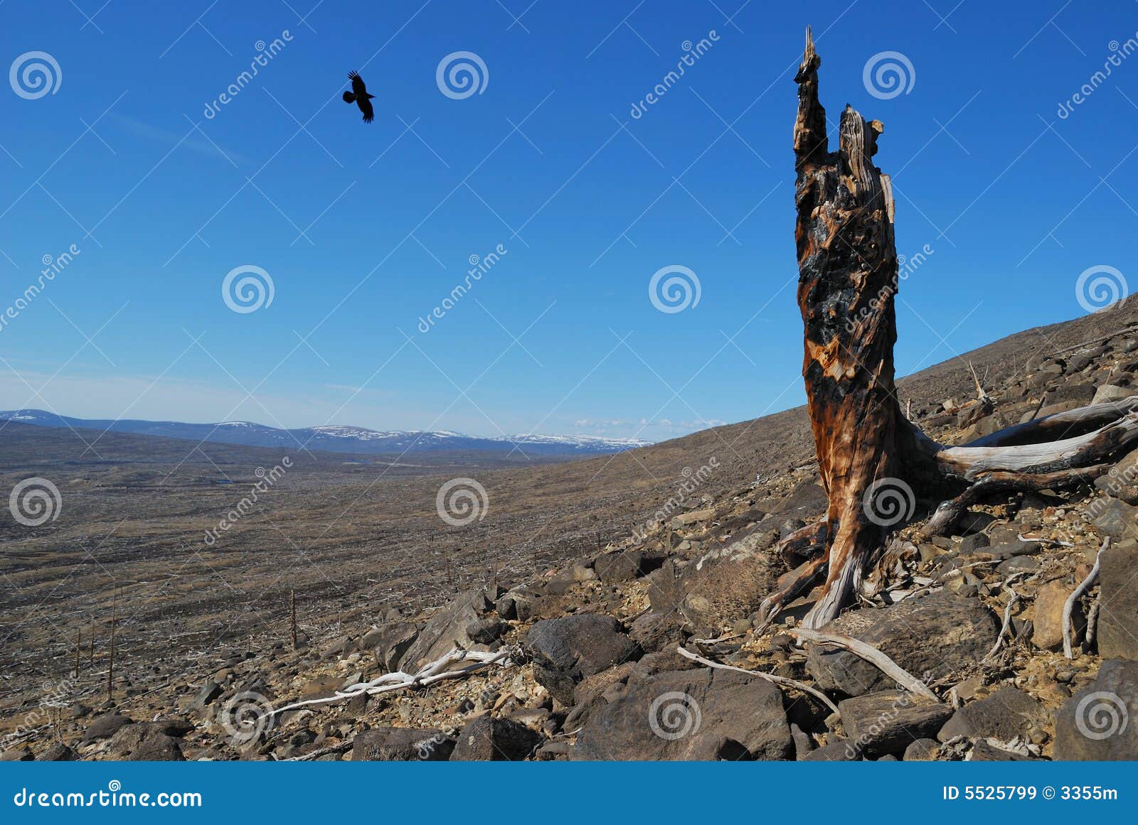 Stump on stones stock image. Image of erosion, deforestation - 5525799