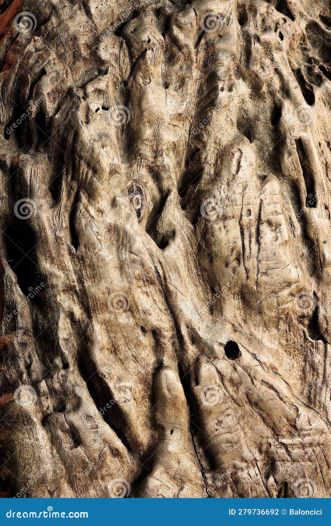 Stump structure stock photo. Image of lumber, wood, sepia - 279736692