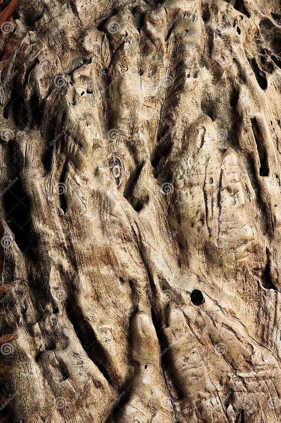 Stump structure stock photo. Image of lumber, wood, sepia - 279736692